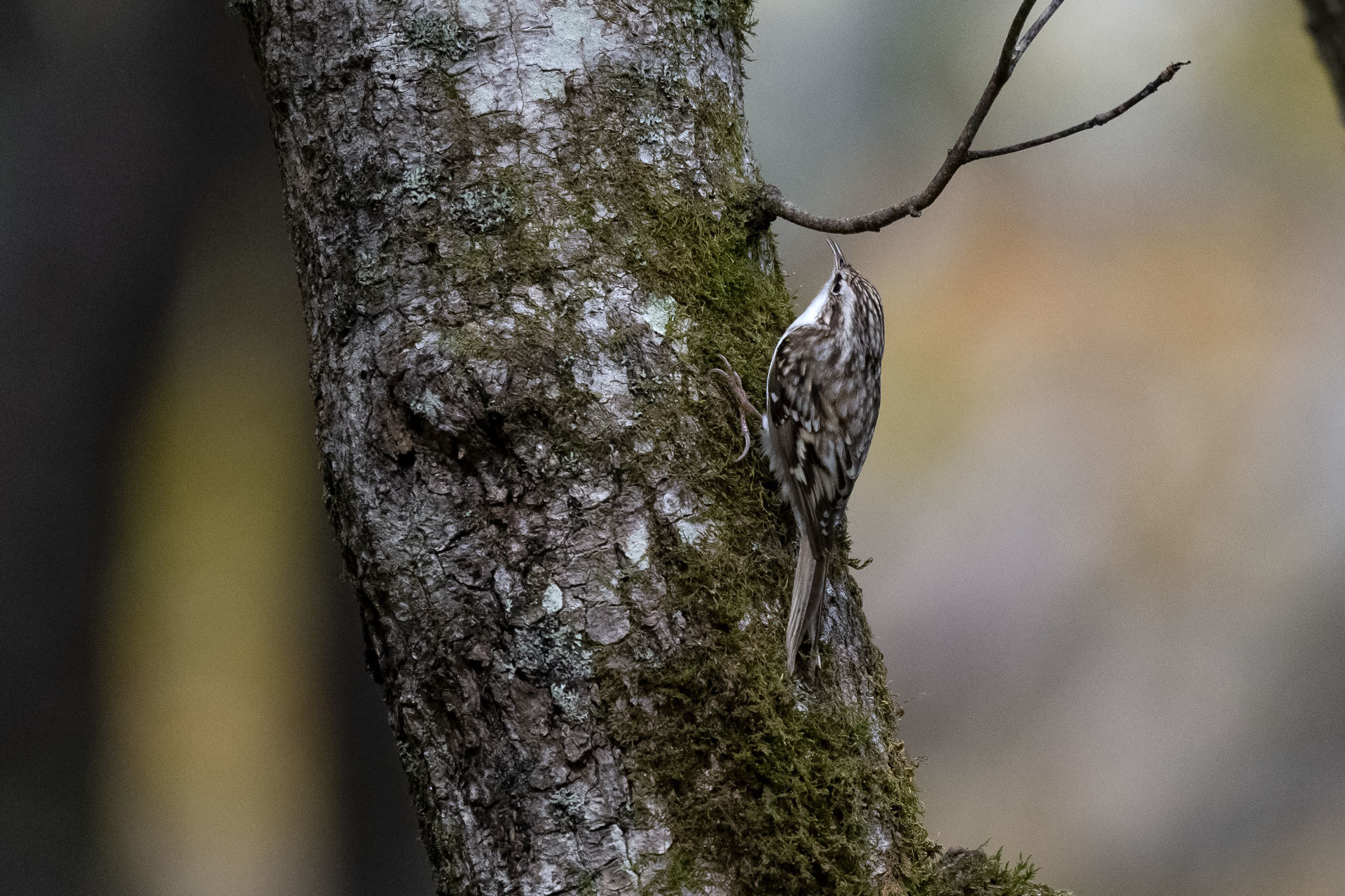 ’22/10/17「信越界隈」ーその1ー: ピンボケ鳥撮