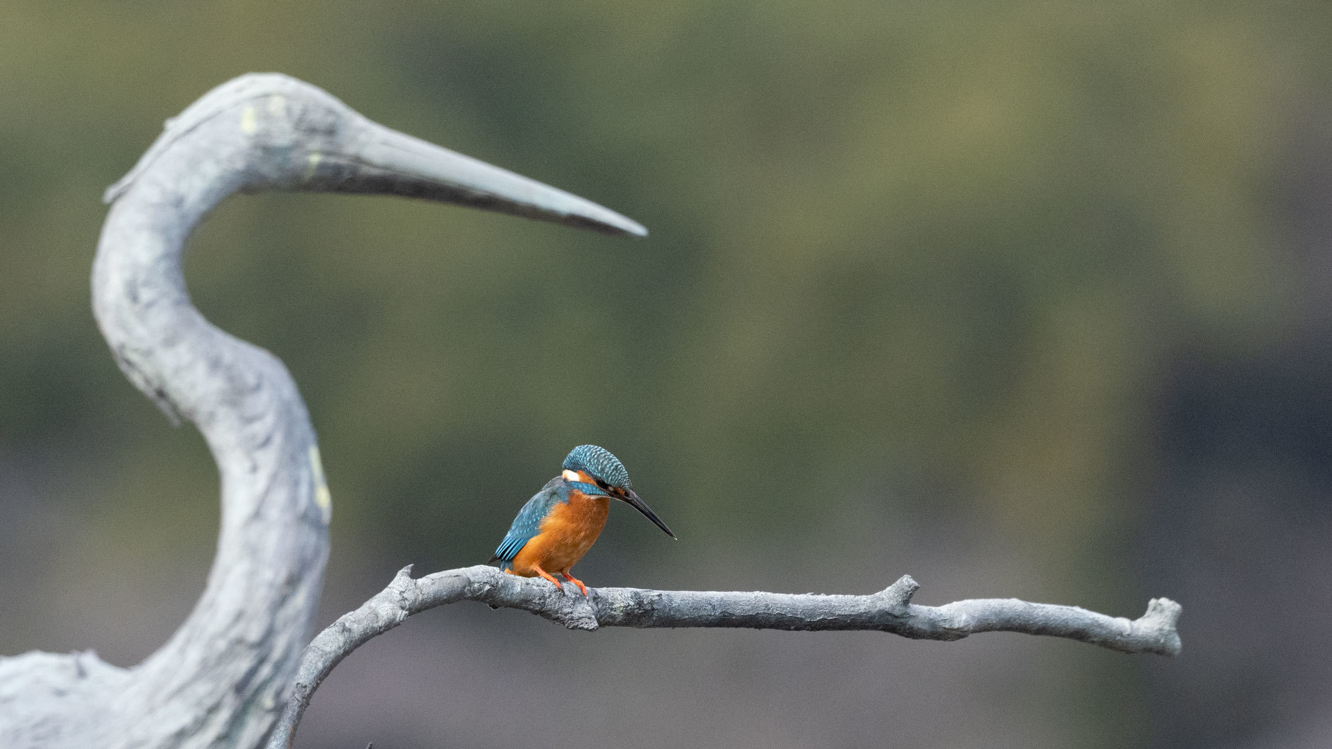 ’22/12/18「ちかくの公園」: ピンボケ鳥撮