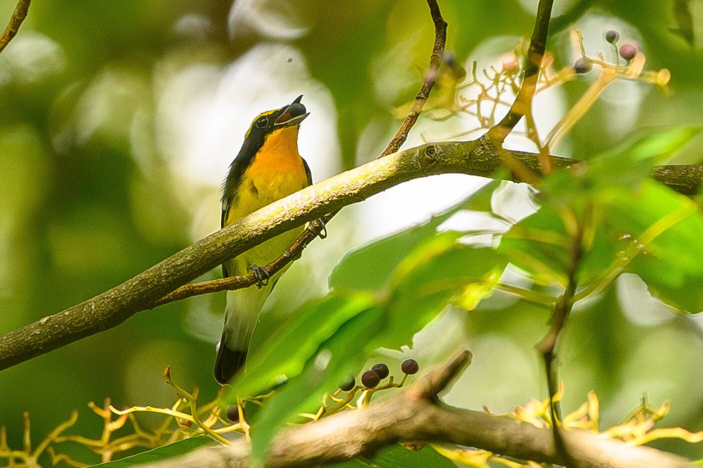 '25/10/05「ちかくの公園」ーキビタキ・エゾビタキー: ピンボケ鳥撮