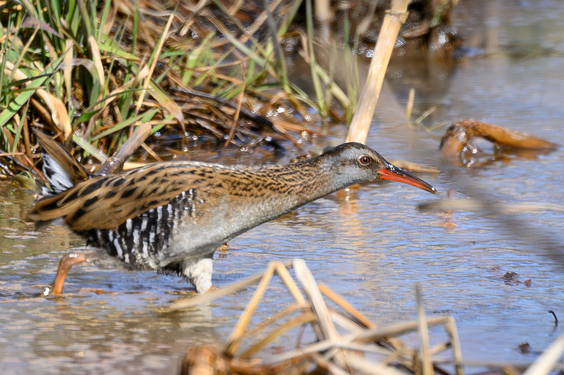 ’24/02/10「ちかくの公園」ークイナ・モズ・ルリビタキー: ピンボケ鳥撮