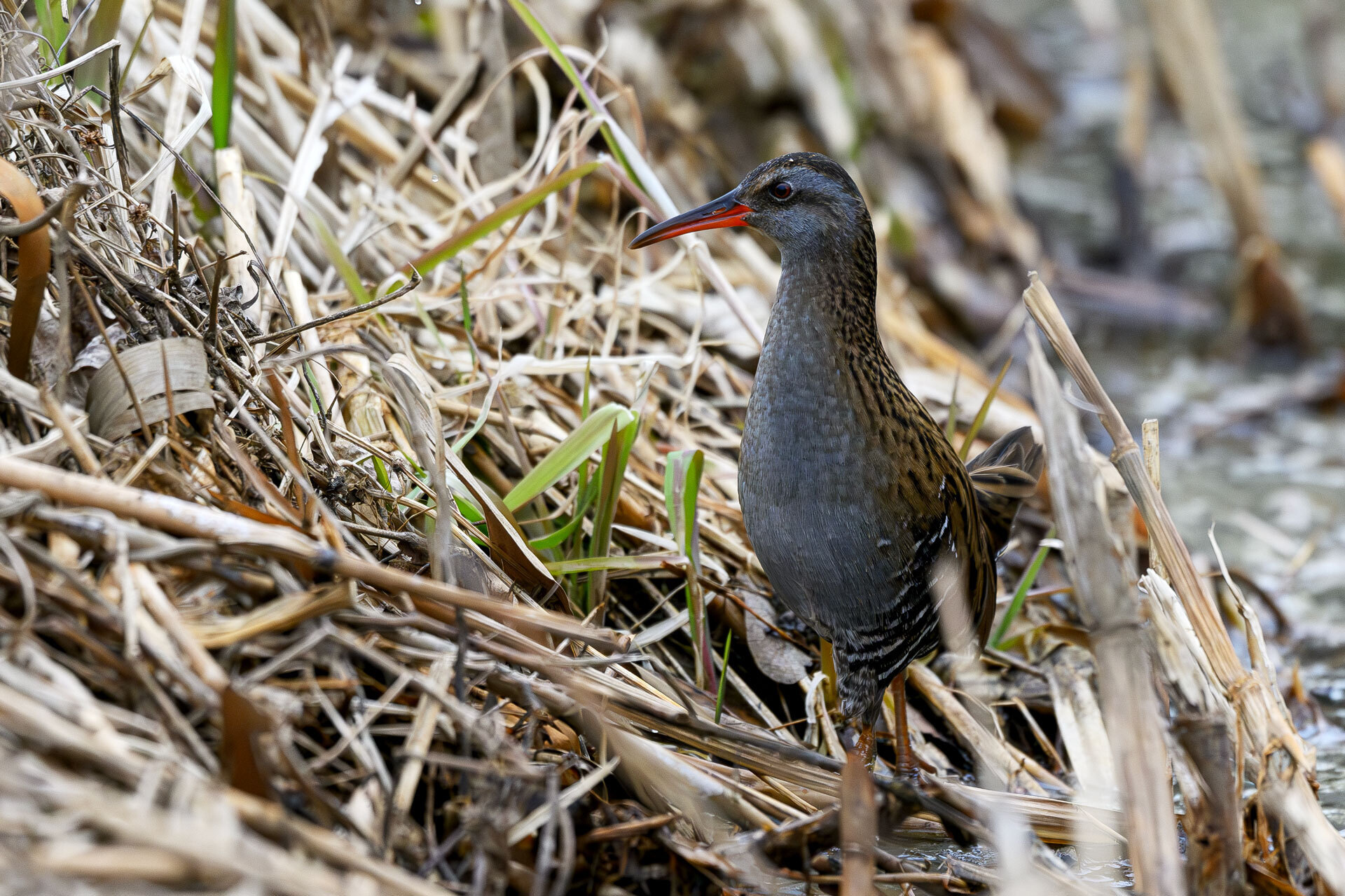 ’24/01/20「ちかくの公園」ークイナー: ピンボケ鳥撮