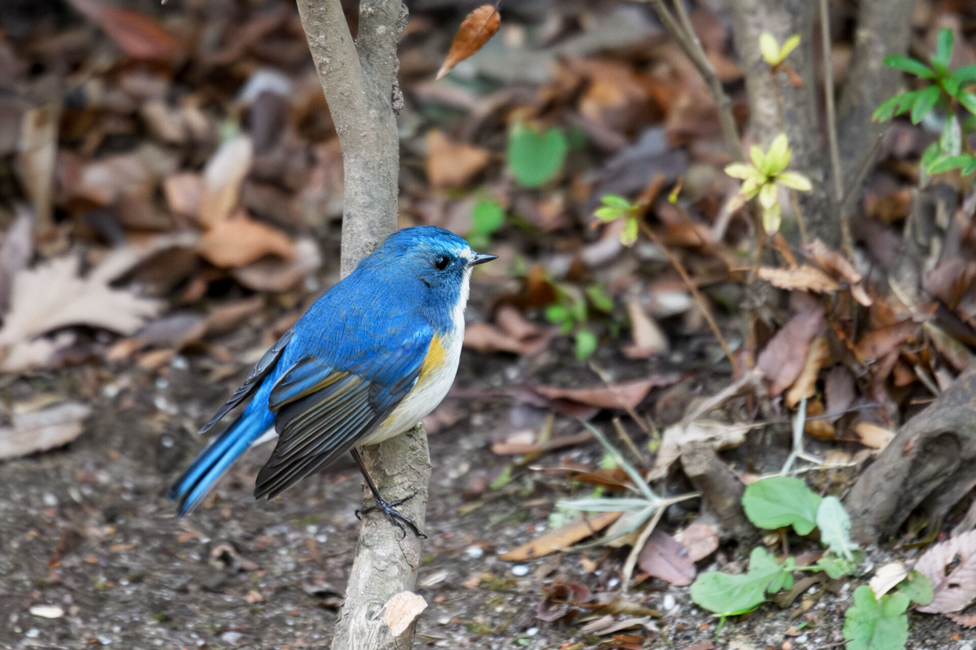 ’24/01/09「ちかくの公園」ールリビタキ・カワセミー: ピンボケ鳥撮