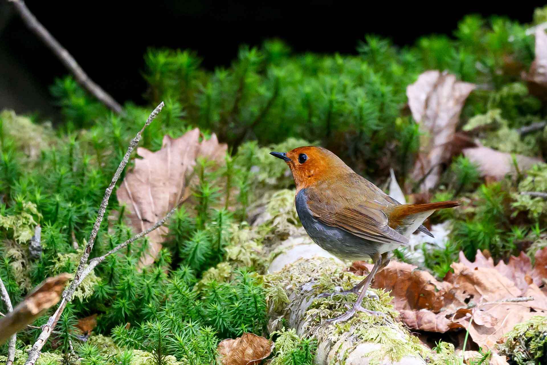 ’24/04/27「とおくのおおきな公園」ーコマドリー: ピンボケ鳥撮