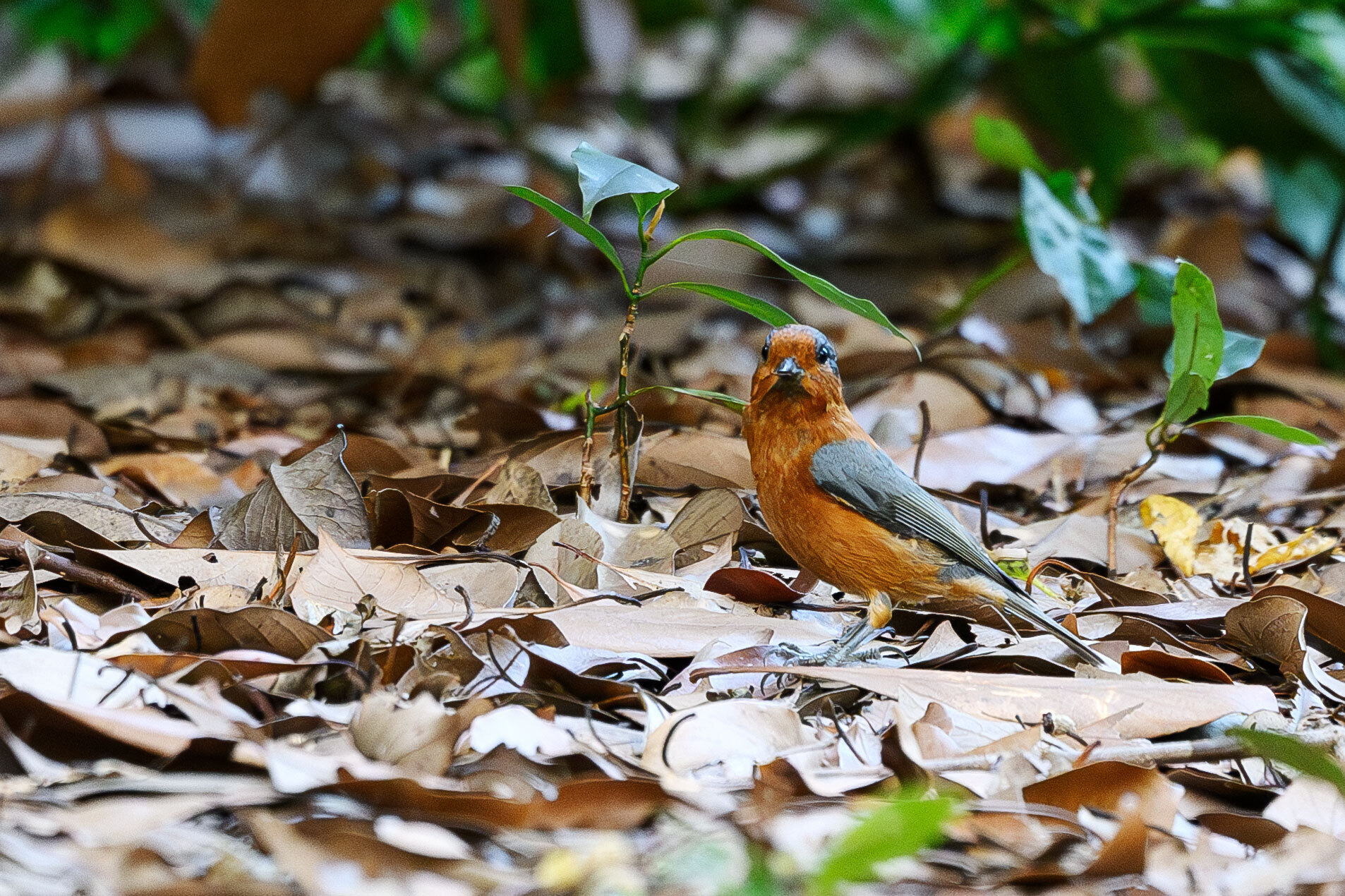 ’23/10/02「水元公園」ーベンケイヤマガラ・アカゲラー: ピンボケ鳥撮