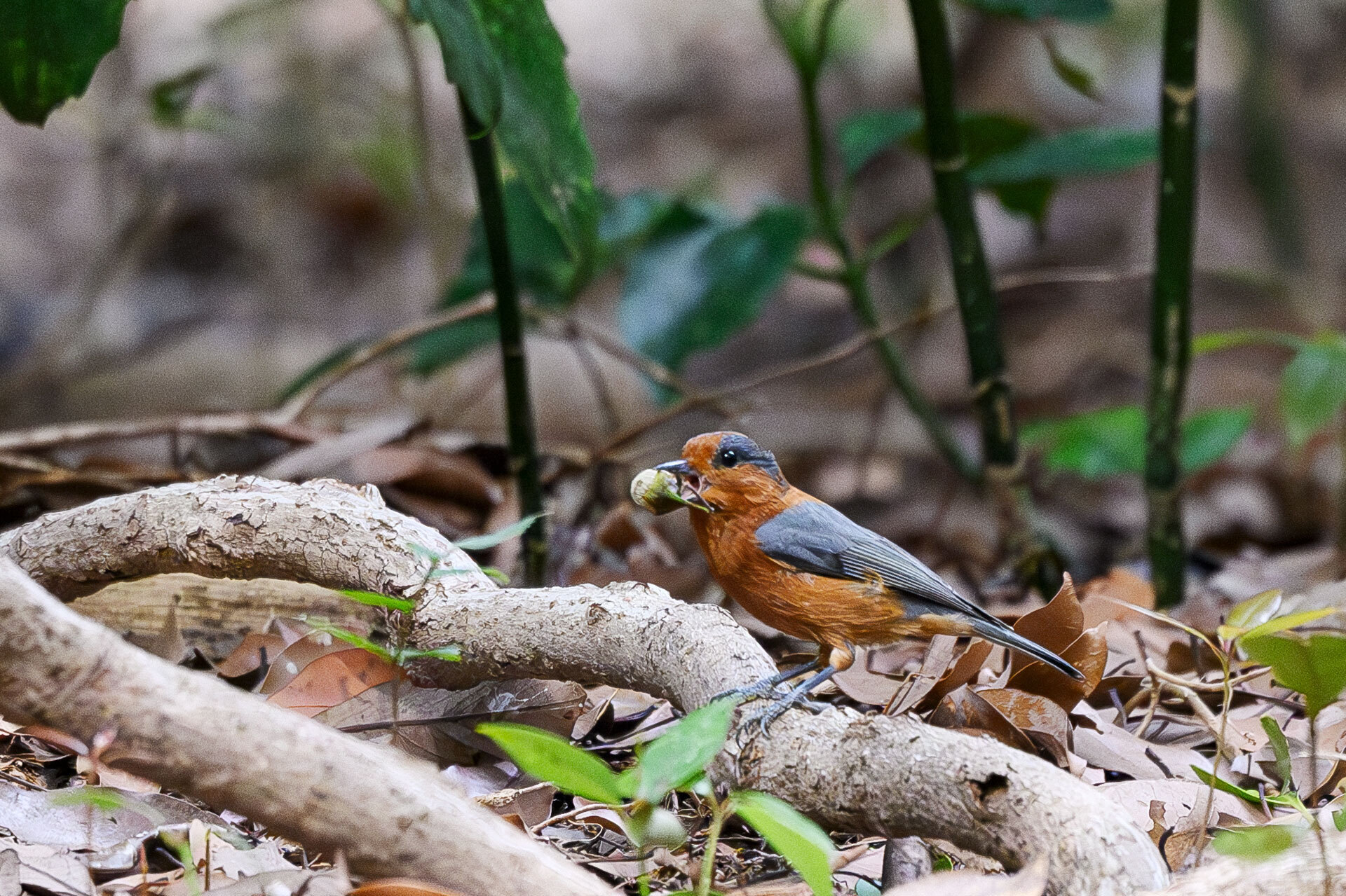 ’23/10/02「水元公園」ーベンケイヤマガラ・アカゲラー: ピンボケ鳥撮